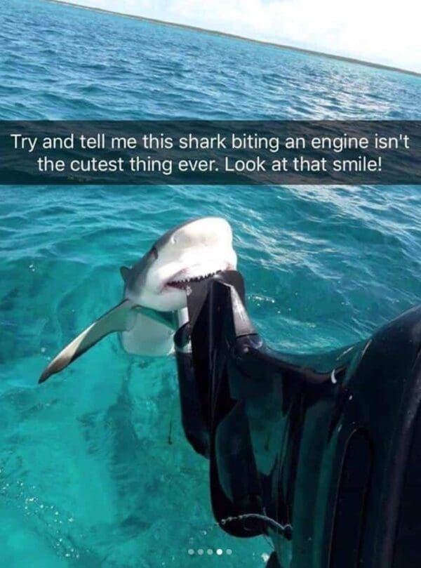 Shark Memes: 34 Fins, Grins, and Sudden Laugh Attacks