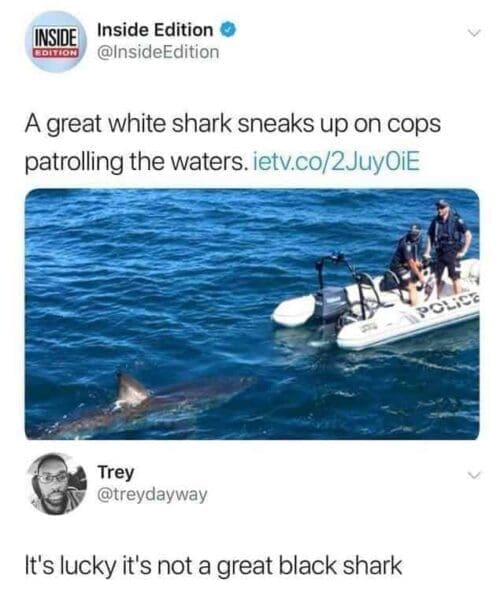 Shark Memes: 34 Fins, Grins, and Sudden Laugh Attacks
