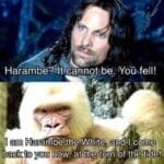Harambe Memes: 25 Gorilla-Sized Laughs, Nine Years Later