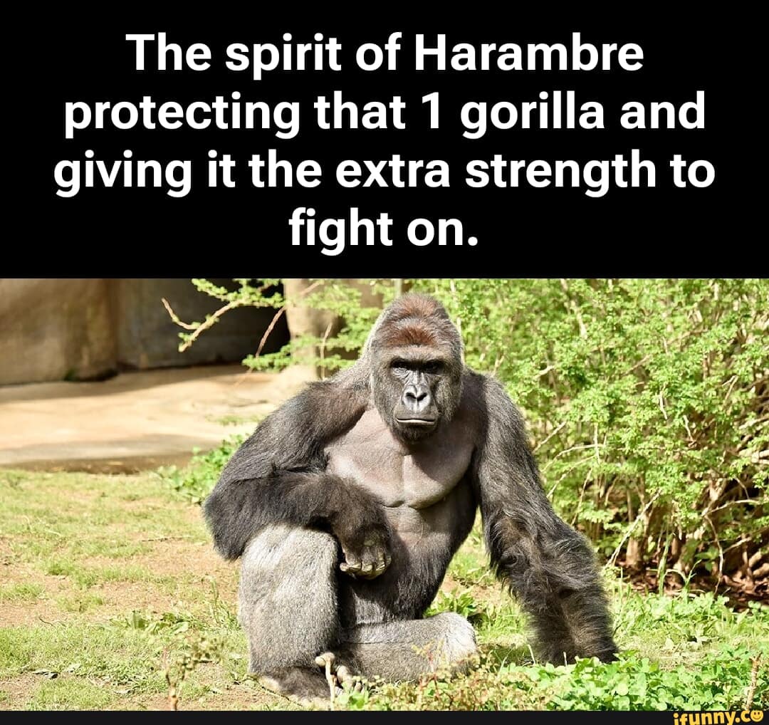 Harambe Memes 25 Gorilla Sized Laughs Nine Years Later Harambe Memes 25 Gorilla Sized Laughs Nine Years Later