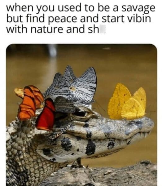 Nature Memes: 40 Funny Memes For You Outdoorsy Folks