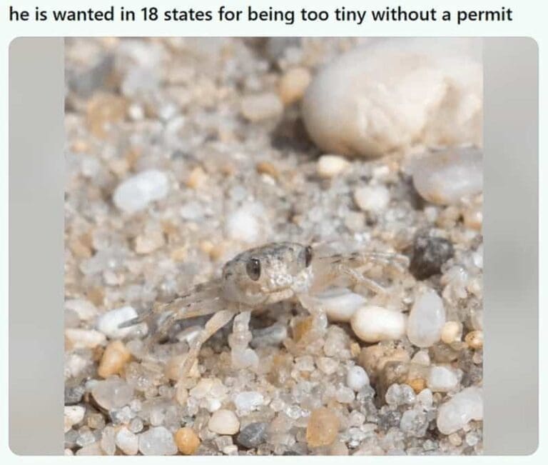 26 Ocean Memes for All Wannabe Marine Biologists