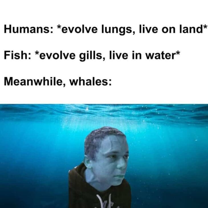 26 Ocean Memes for All Wannabe Marine Biologists