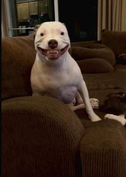 32 Weird Dog Photos That Look More Like Cryptid Sightings