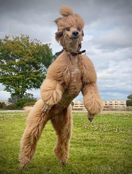 32 Weird Dog Photos That Look More Like Cryptid Sightings