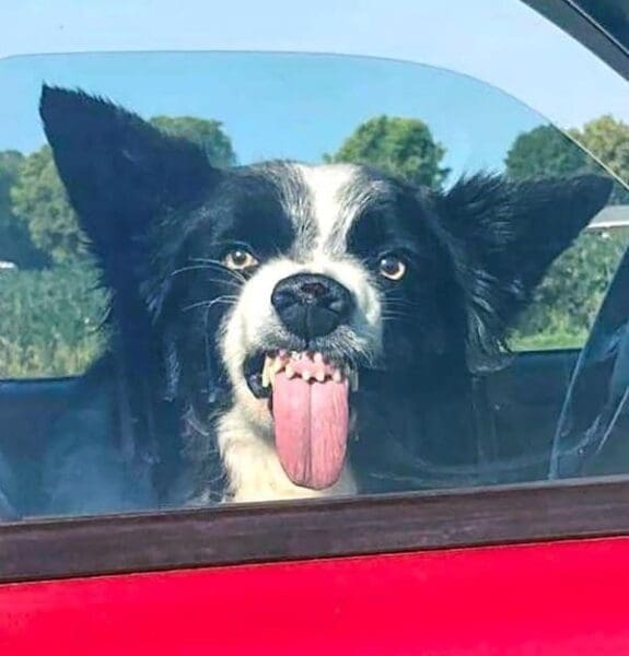 32 Weird Dog Photos That Look More Like Cryptid Sightings