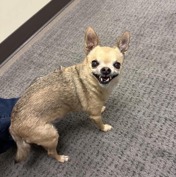 32 Weird Dog Photos That Look More Like Cryptid Sightings