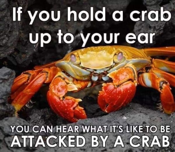 34 Ocean Memes for Beach Bums and Deep Divers