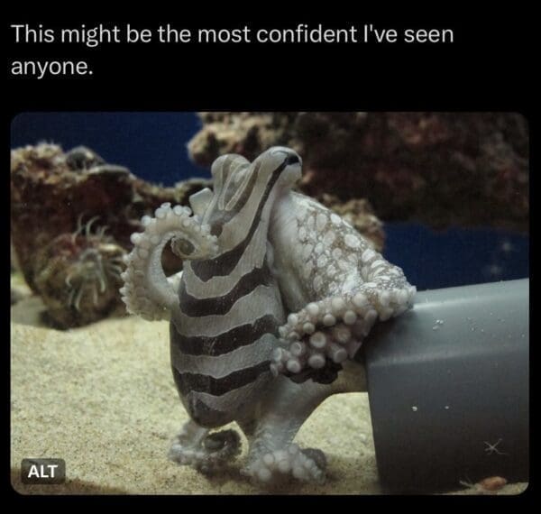 34 Ocean Memes for Beach Bums and Deep Divers