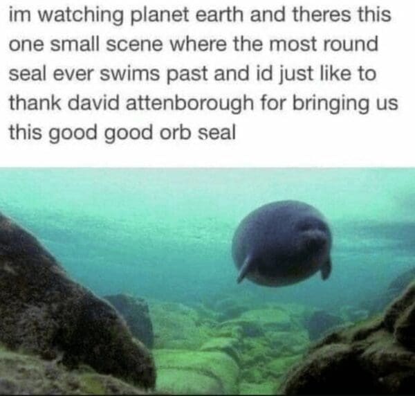 34 Ocean Memes for Beach Bums and Deep Divers
