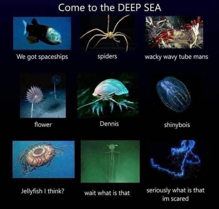 34 Ocean Memes for Beach Bums and Deep Divers