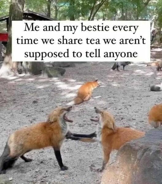 45 Friendship Memes to Send to Your Ride-or-Die Bestie Immediately