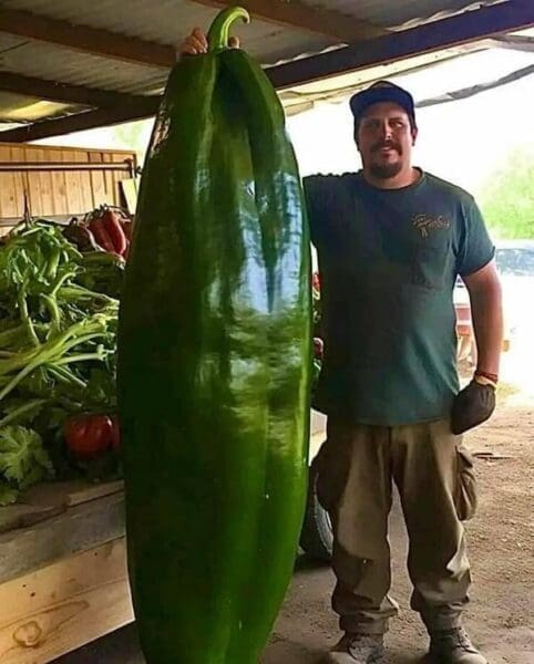 31 Hilariously Big Objects That Prove Size Does Matter