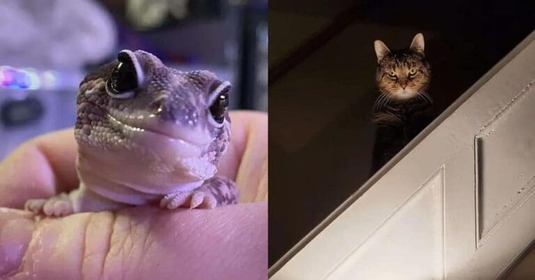 33 Funny Animal Faces Too Cute to Handle