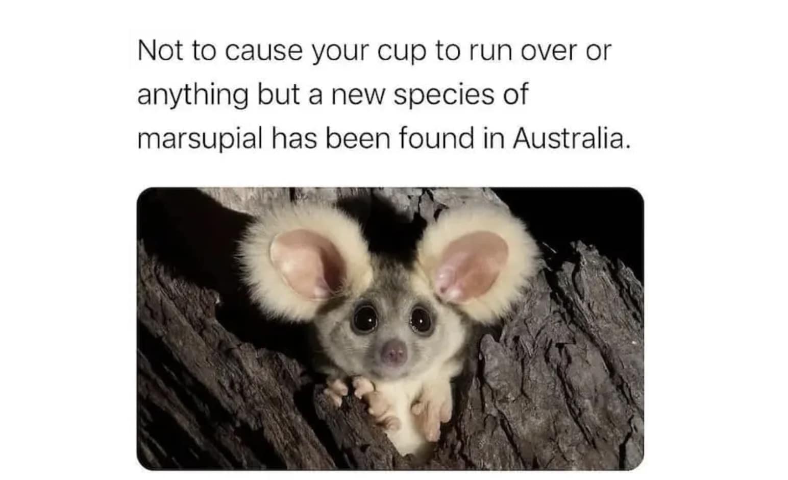 25 Labubu Memes For Everyone Obsessed With The Fad