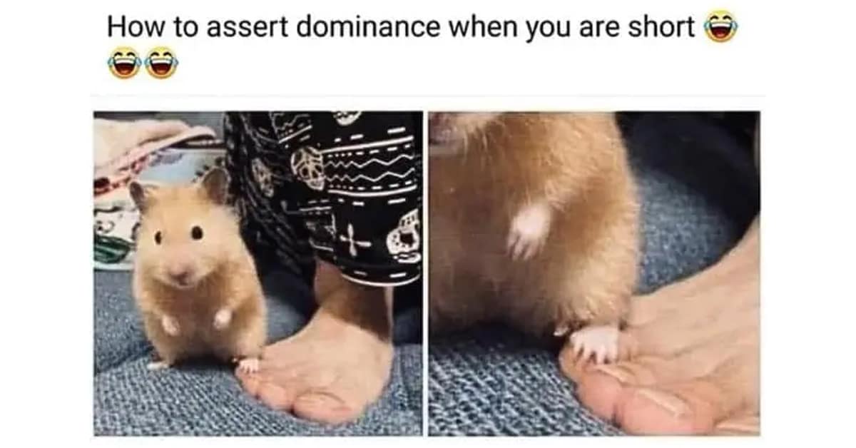 Caitlin Clark Memes: 30 Of The Best Reactions to Iowa's Greatest