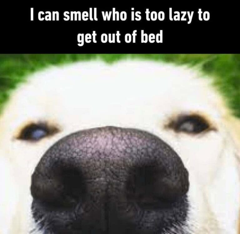 35 Sleepy Memes for People Who Treat Naps Like Appointments