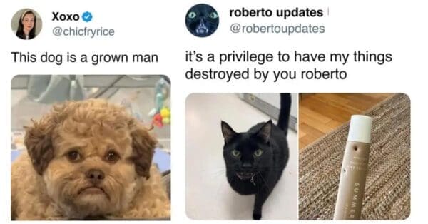 25 Cat And Dog Memes For Instant Mood Lifts