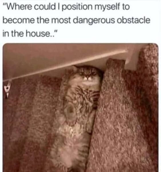 35 Cat Memes For People Owned By Cats
