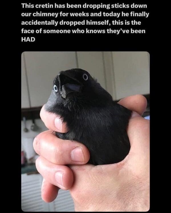 34 Funny Bird Memes To Perch In Your Camera Roll