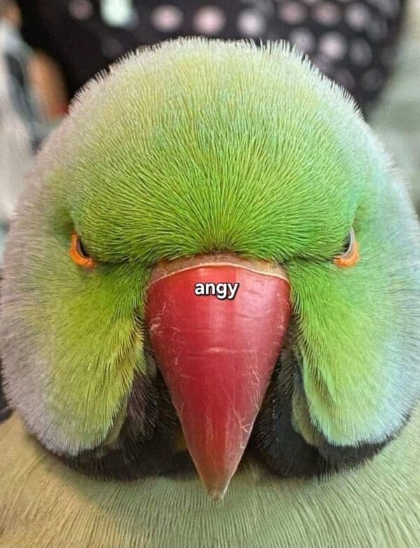 34 Funny Bird Memes To Perch In Your Camera Roll