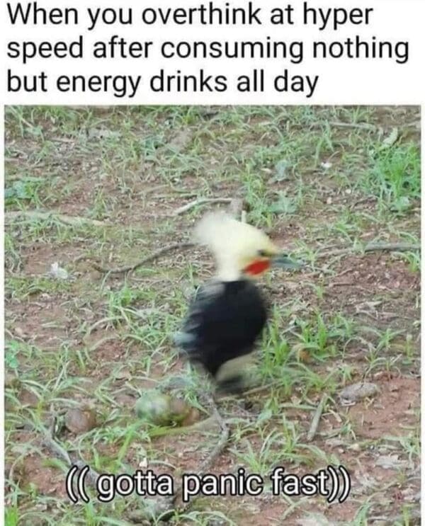 34 Funny Bird Memes To Perch In Your Camera Roll