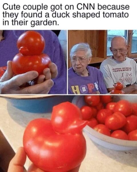 30 Funny Tomato Memes Ripe for You to Ketchup on Laughs