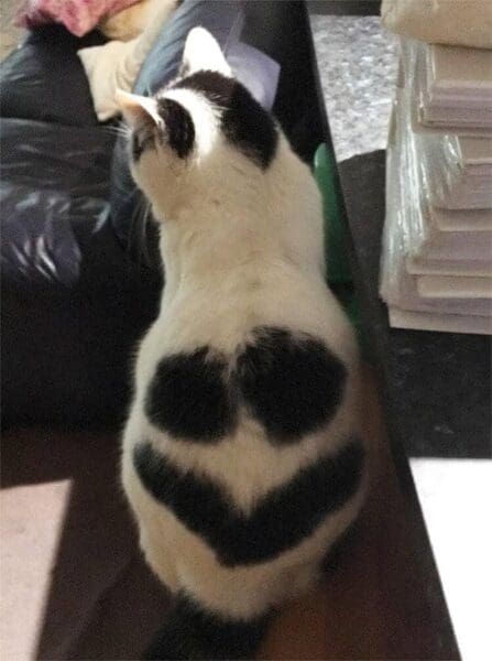 29 Unique Cats with Fur Patterns That’ll Blow Your Mind
