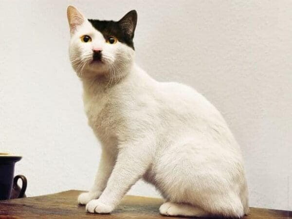 29 Unique Cats with Fur Patterns That’ll Blow Your Mind
