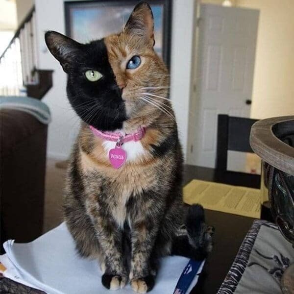 29 Unique Cats with Fur Patterns That’ll Blow Your Mind