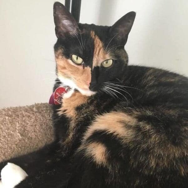 29 Unique Cats with Fur Patterns That’ll Blow Your Mind