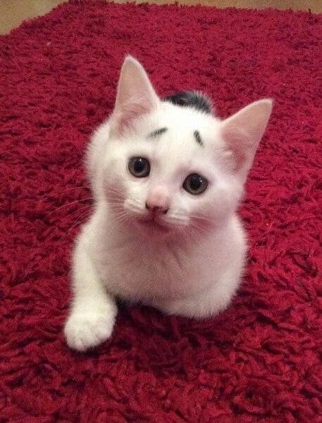 29 Unique Cats with Fur Patterns That’ll Blow Your Mind