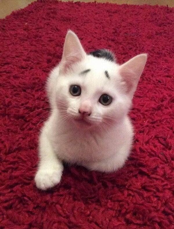 29 Unique Cats with Fur Patterns That’ll Blow Your Mind