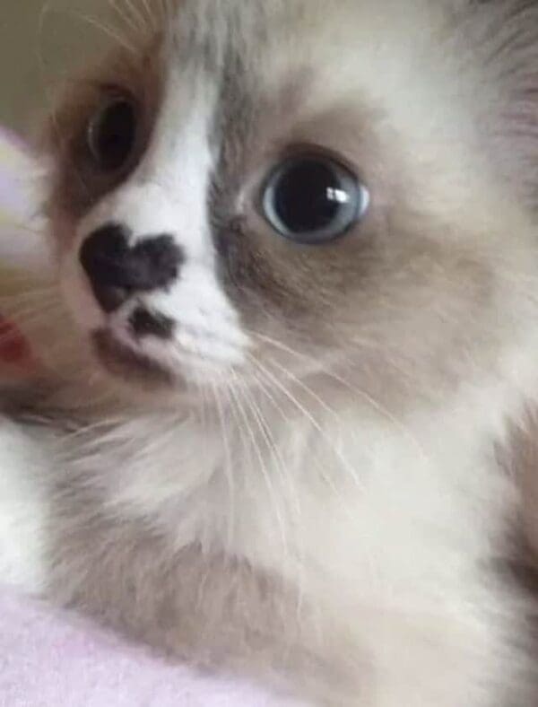 29 Unique Cats with Fur Patterns That’ll Blow Your Mind