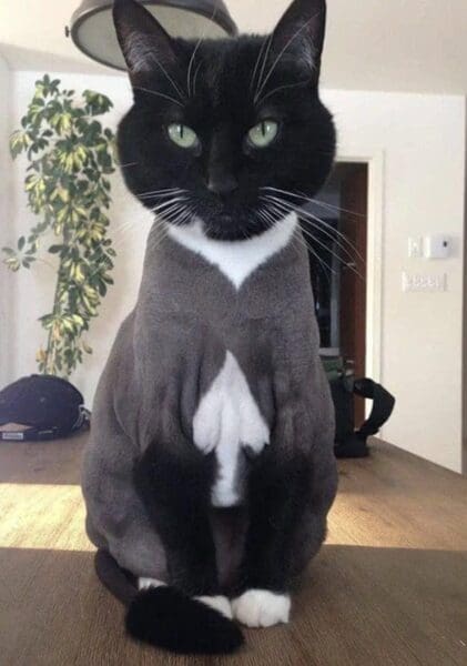 29 Unique Cats with Fur Patterns That’ll Blow Your Mind