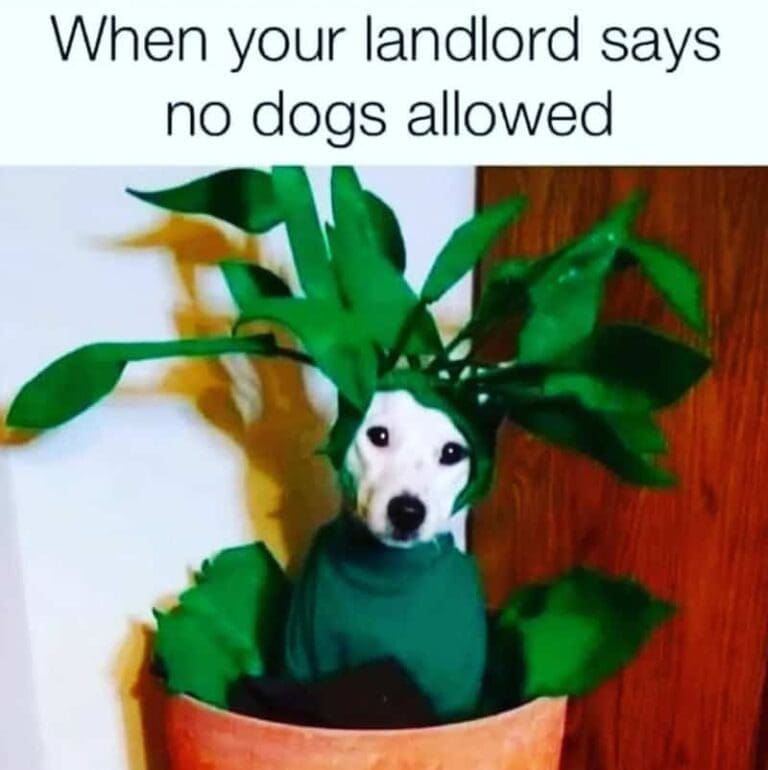 25 Renter Memes For Anyone Stuck In The Lease Loop