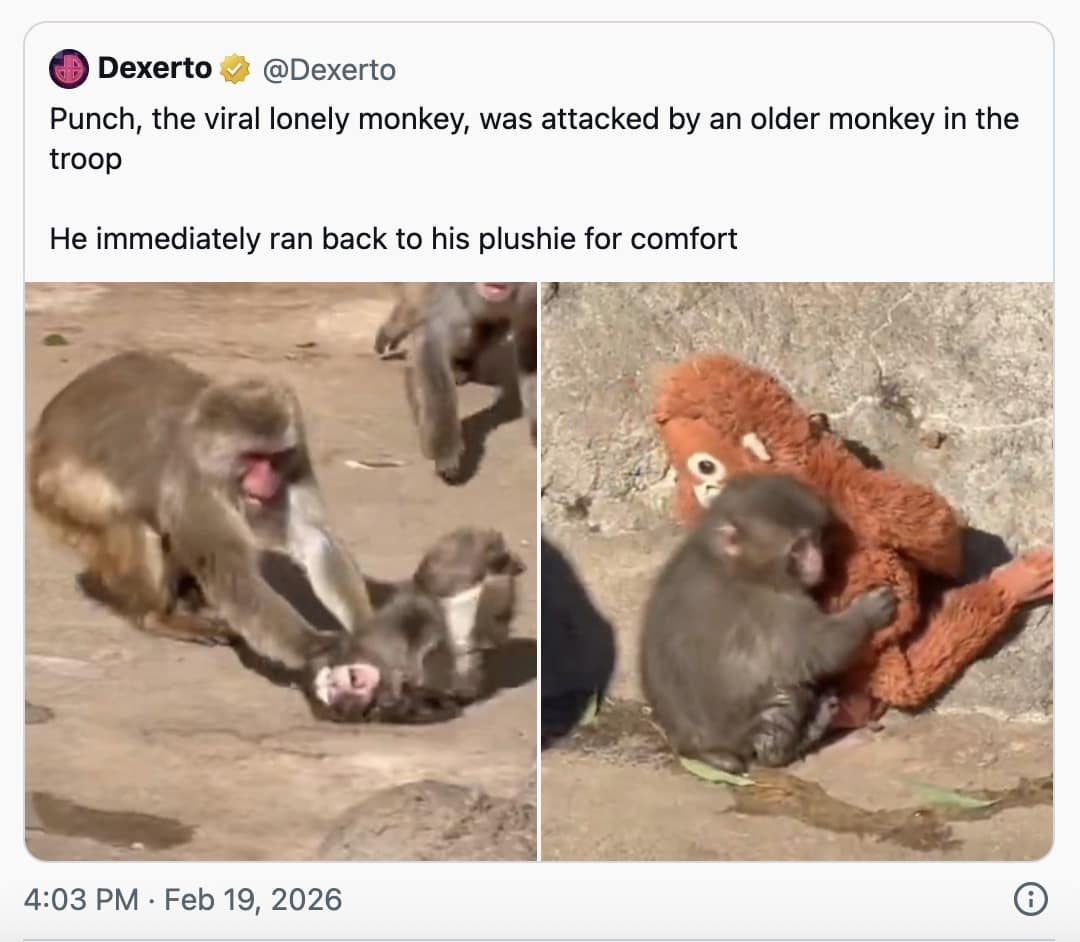 19 Punch the Monkey Memes That Hijacked February
