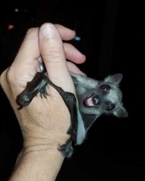 34 Cute Bat Pictures That Are Ridiculously Adorable
