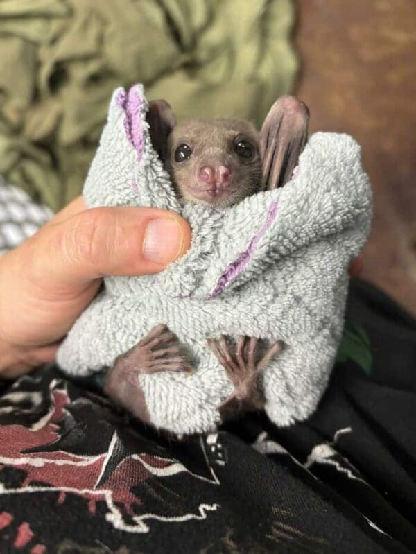 34 Cute Bat Pictures That Are Ridiculously Adorable