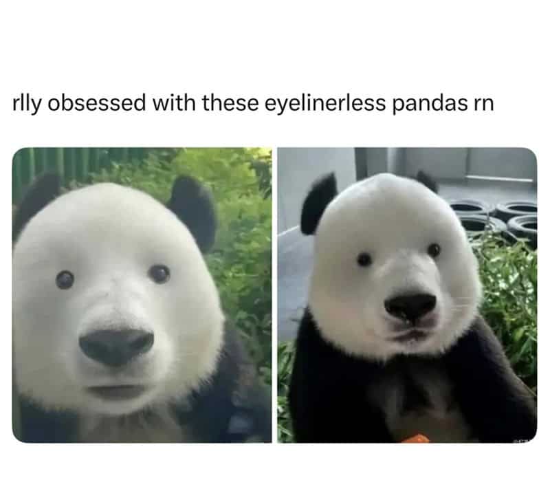 40 Funny Animal Memes That Carry The Internet