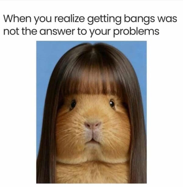 40 Funny Animal Memes That Carry The Internet