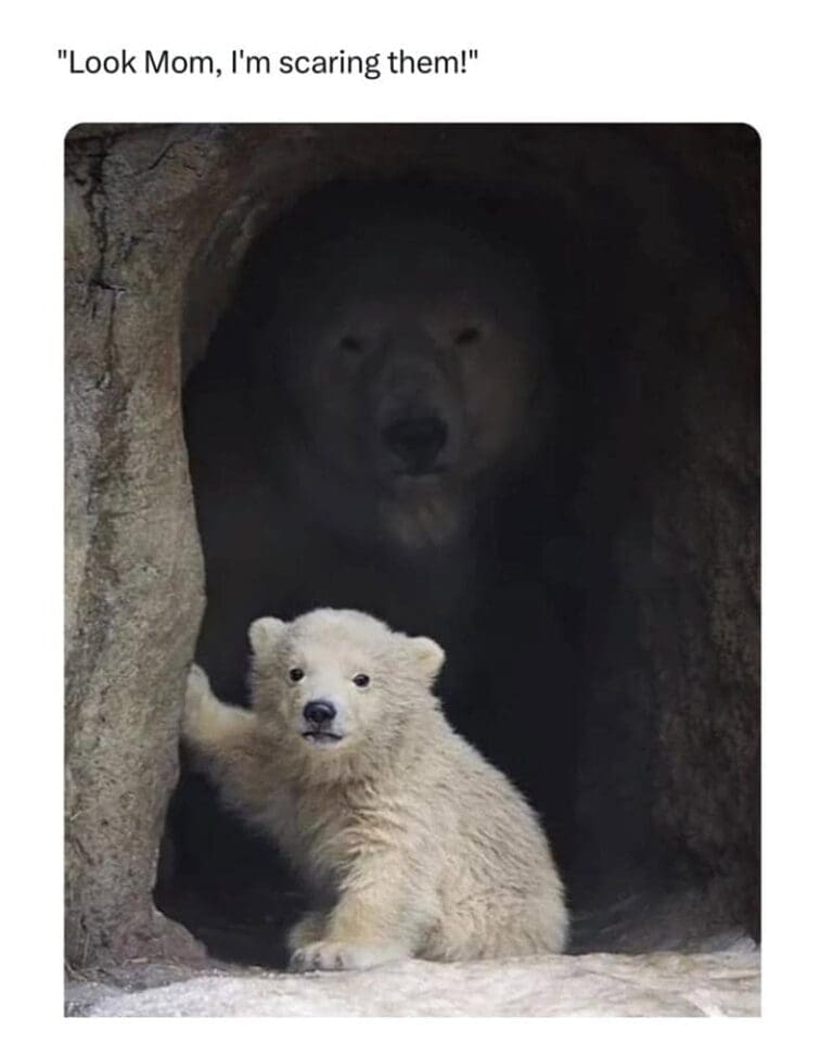 40 Funny Animal Memes That Carry The Internet