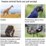 40 Funny Animal Memes That Carry The Internet