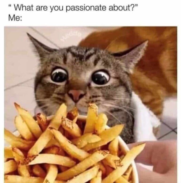 40 Funny Cat Memes That Prove Cats Run The Internet
