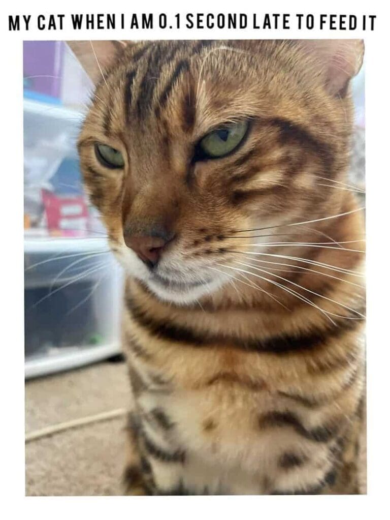 40 Funny Cat Memes That Prove Cats Run The Internet
