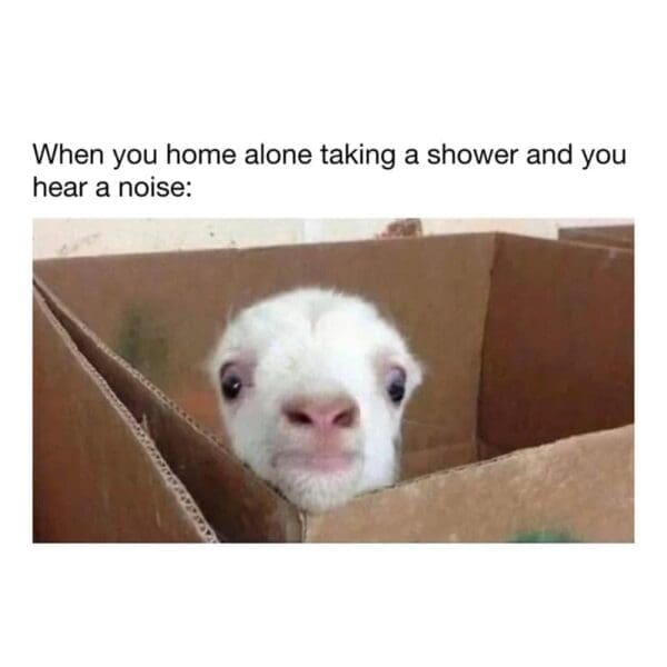 35 Animal Memes That Make A Dreary Monday Funny