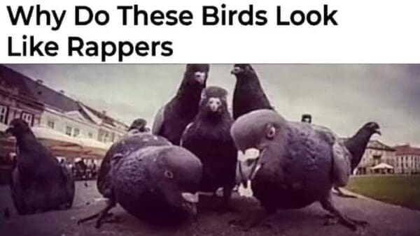 30 Bird Memes For People Who Know Birds Aren't Real