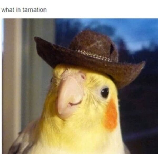 30 Bird Memes For People Who Know Birds Aren't Real