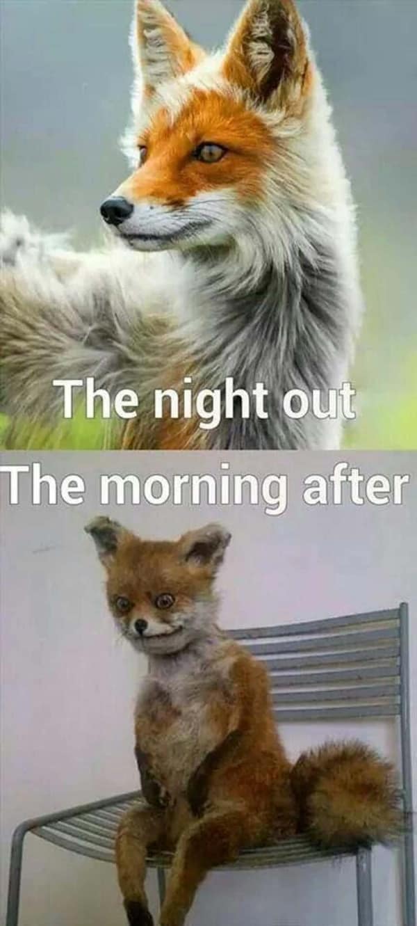 30 Hungover Meme Posts For The Morning After Survivors